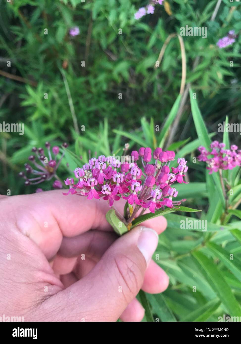 swamp milkweed (Asclepias incarnata Stock Photo - Alamy