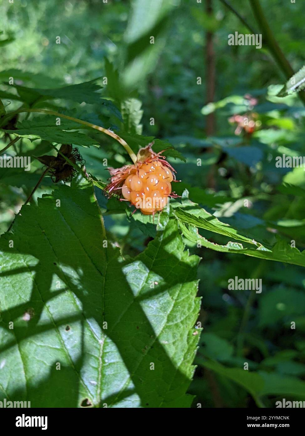Salmonberry (Rubus spectabilis Stock Photo - Alamy