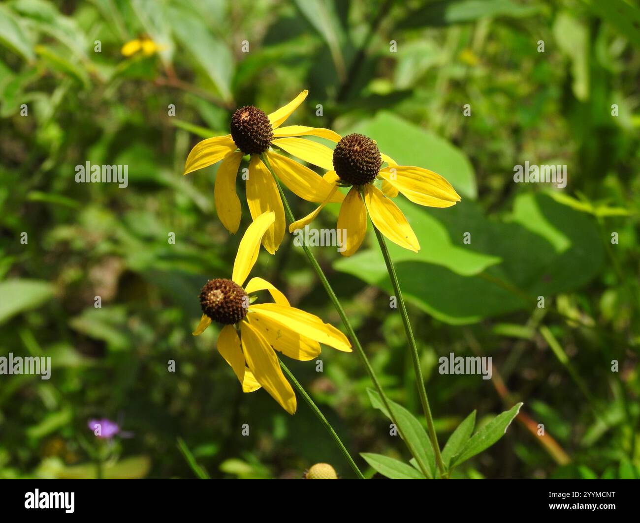 grey-headed coneflower (Ratibida pinnata Stock Photo - Alamy