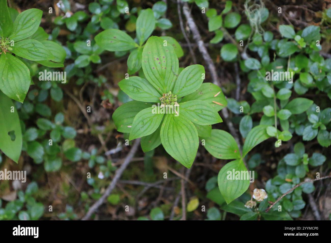 Western Bunchberry (Cornus unalaschkensis Stock Photo - Alamy