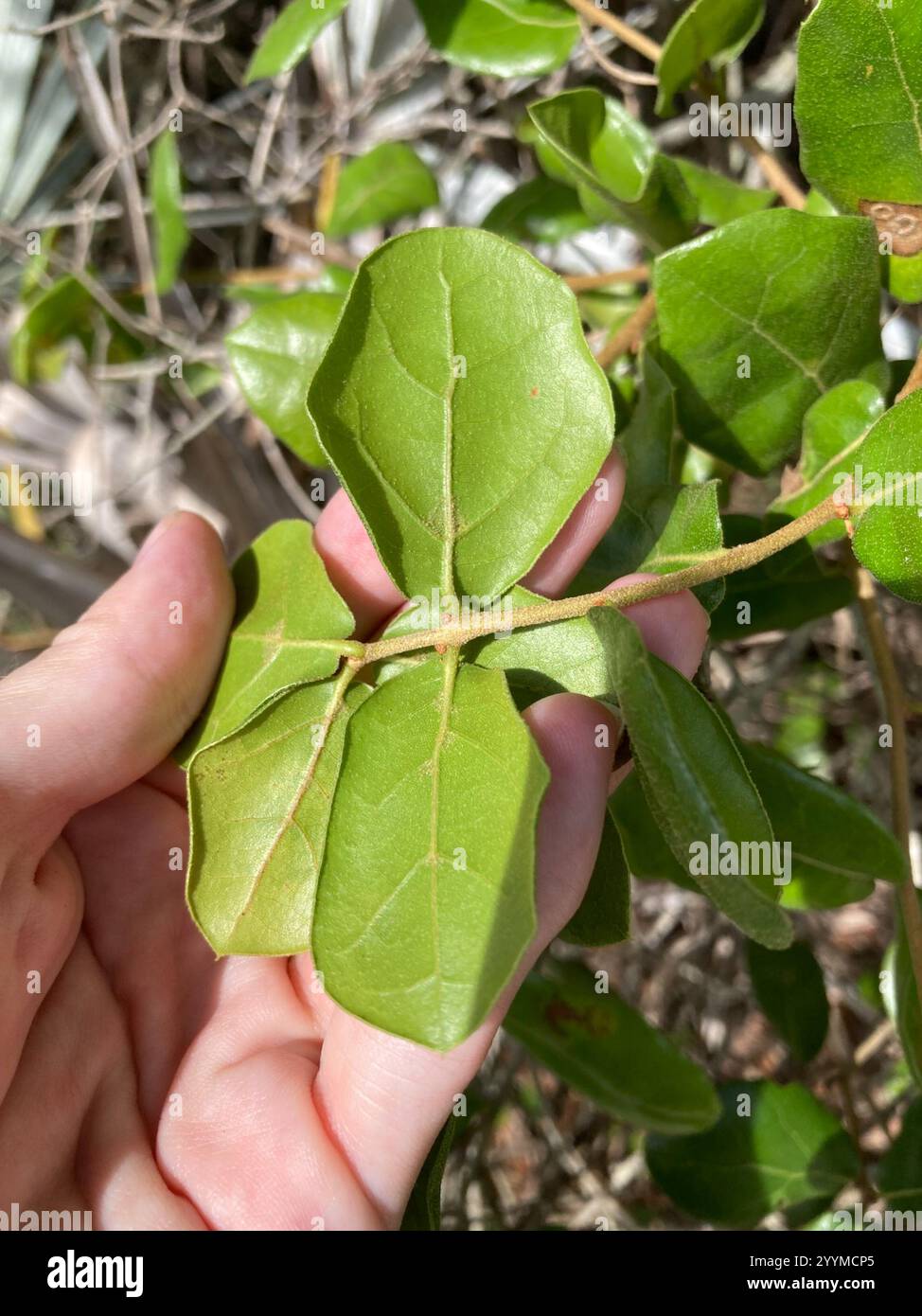 Myrtle Oak (Quercus myrtifolia Stock Photo - Alamy