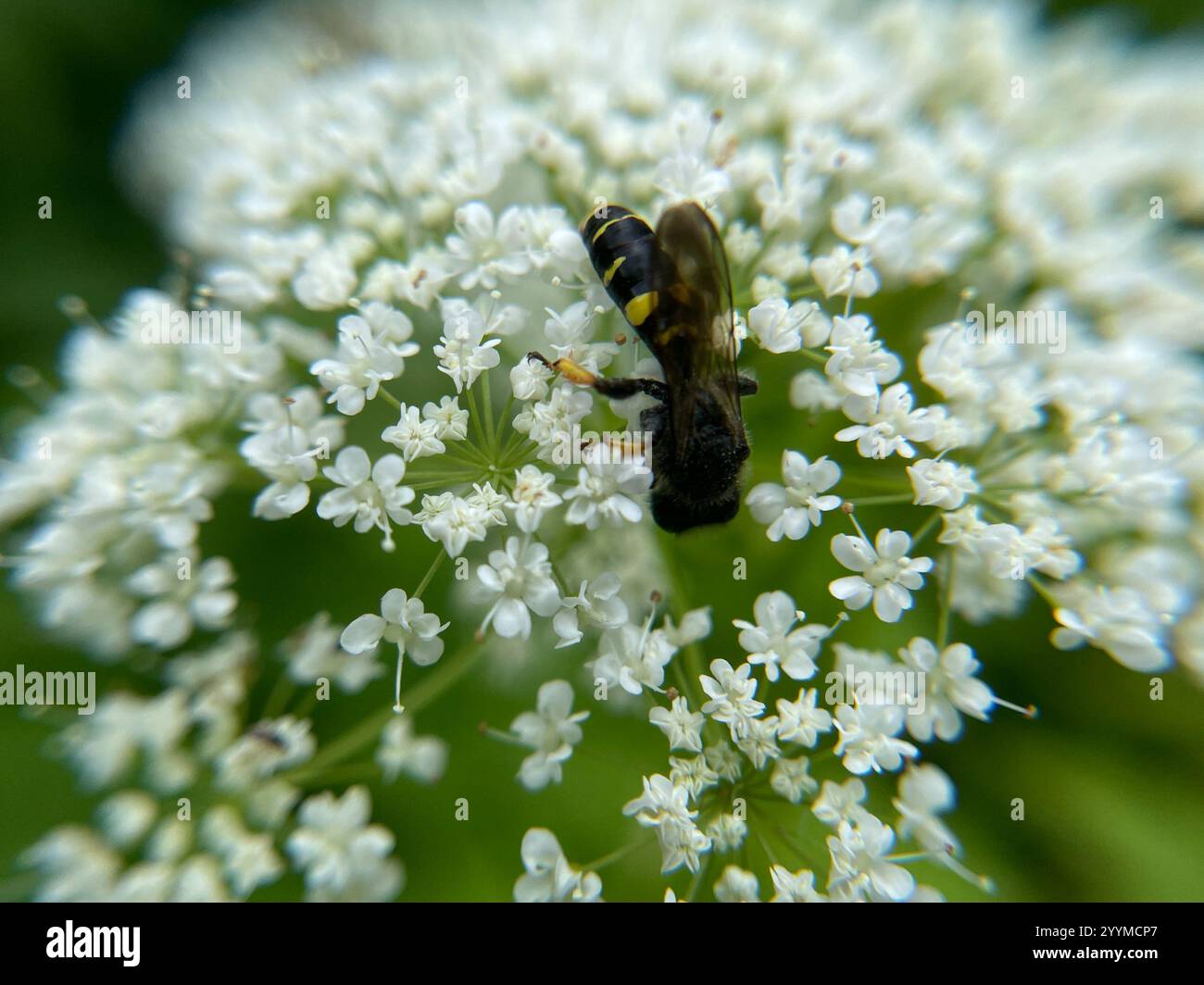 Shield handed wasps hi-res stock photography and images - Alamy