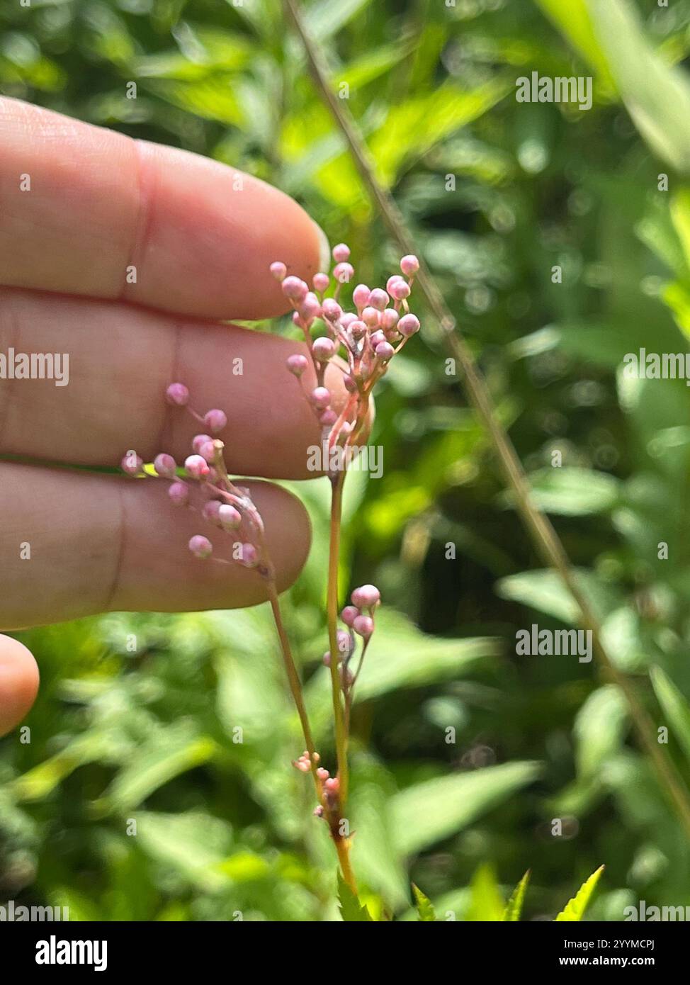 queen of the prairie (Filipendula rubra Stock Photo - Alamy
