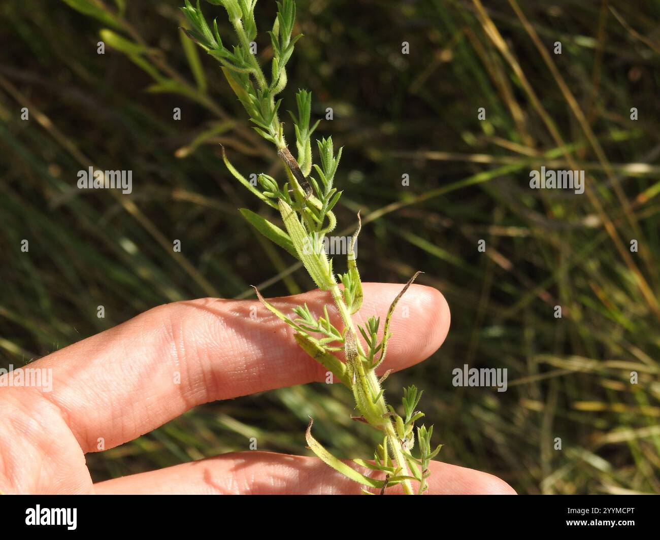 False Boneset (Brickellia eupatorioides Stock Photo - Alamy