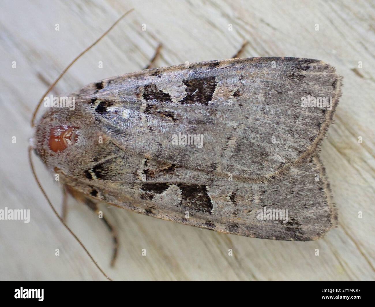 Double Square-spot (Xestia triangulum Stock Photo - Alamy