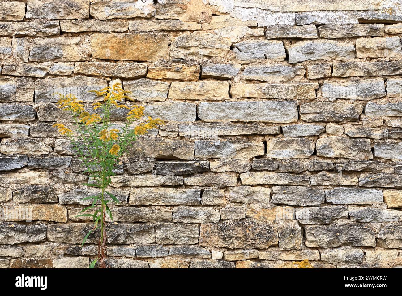 a yellow beige sand color stone brick vertical wall Stock Photo - Alamy