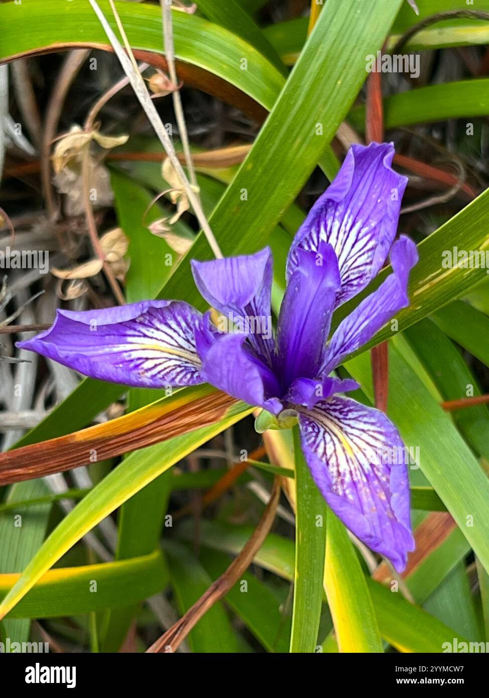 Douglas iris (Iris douglasiana Stock Photo - Alamy