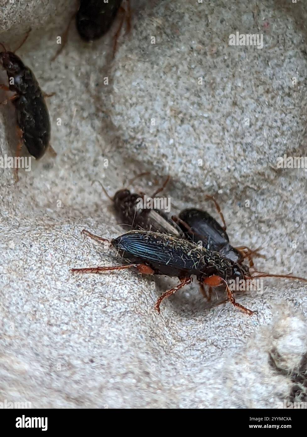 Strawberry Seed Beetle (Harpalus rufipes Stock Photo - Alamy