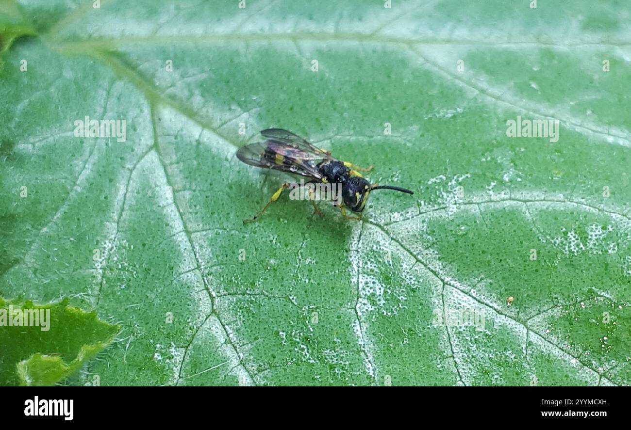 Ornate-tailed Digger Wasp (Cerceris rybyensis Stock Photo - Alamy