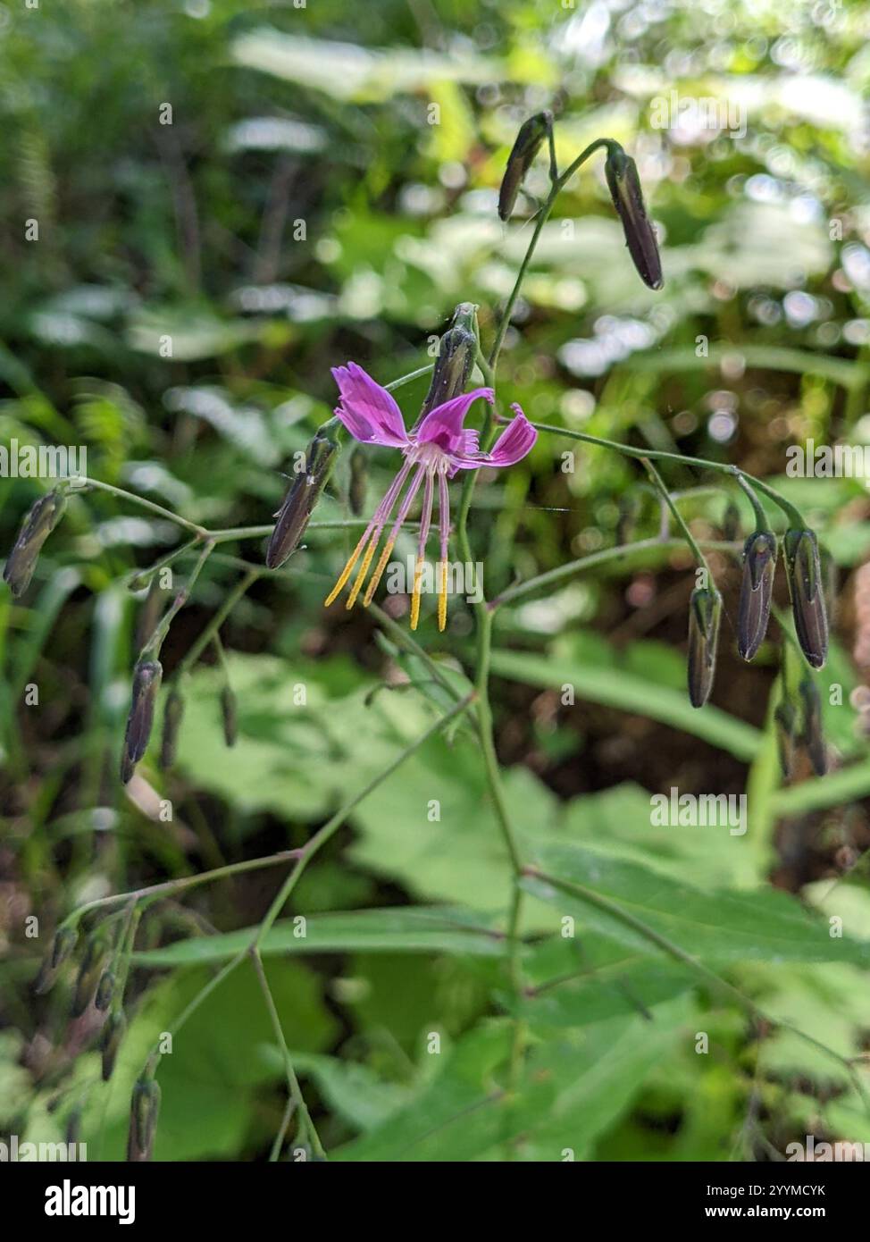 purple lettuce (Prenanthes purpurea Stock Photo - Alamy
