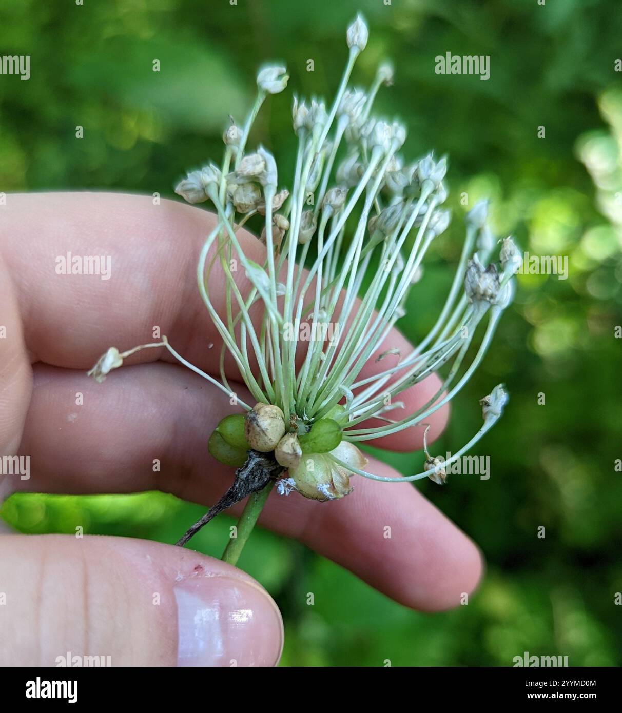 Canadian Meadow garlic (Allium canadense Stock Photo - Alamy