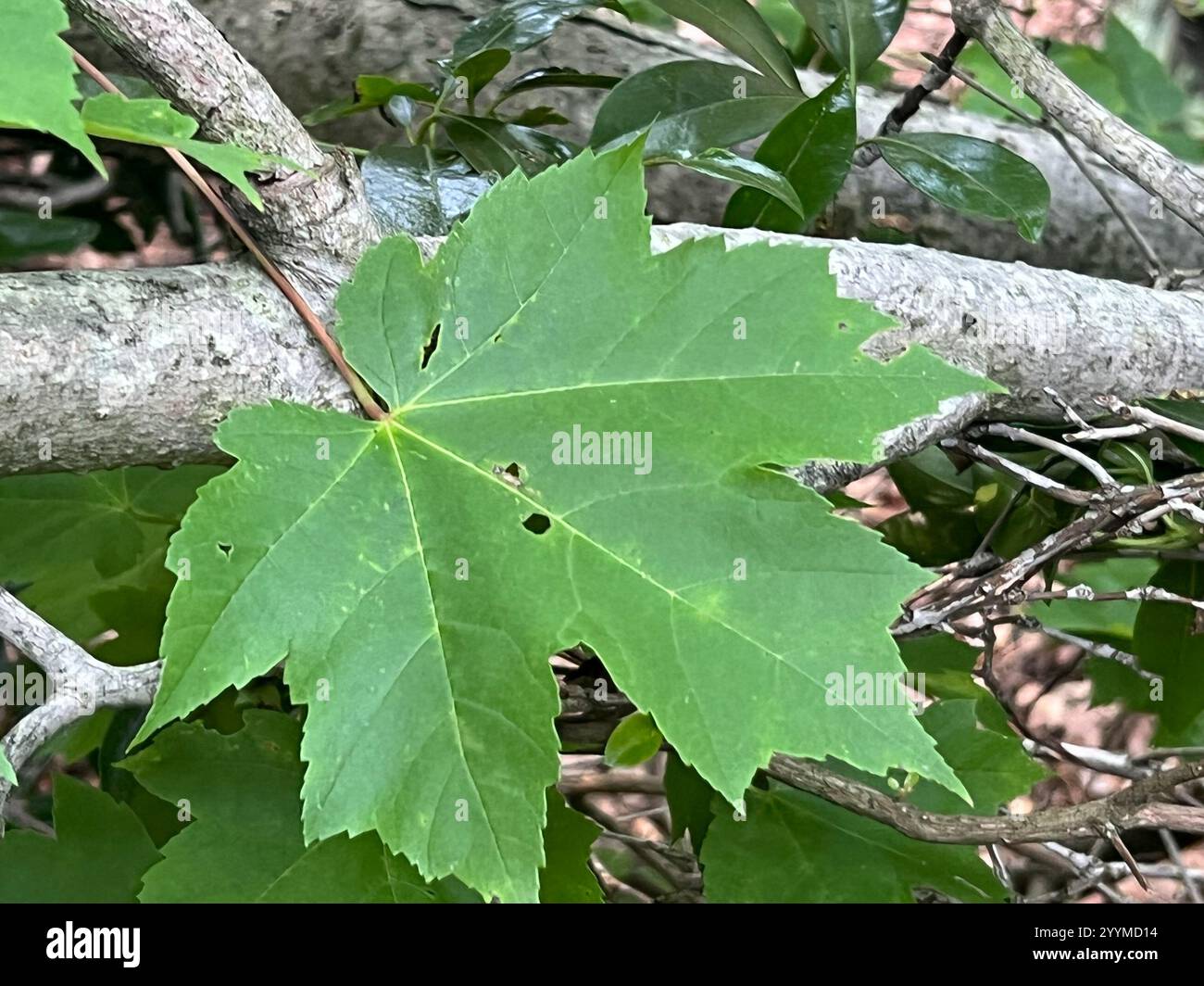 red maple (Acer rubrum Stock Photo - Alamy