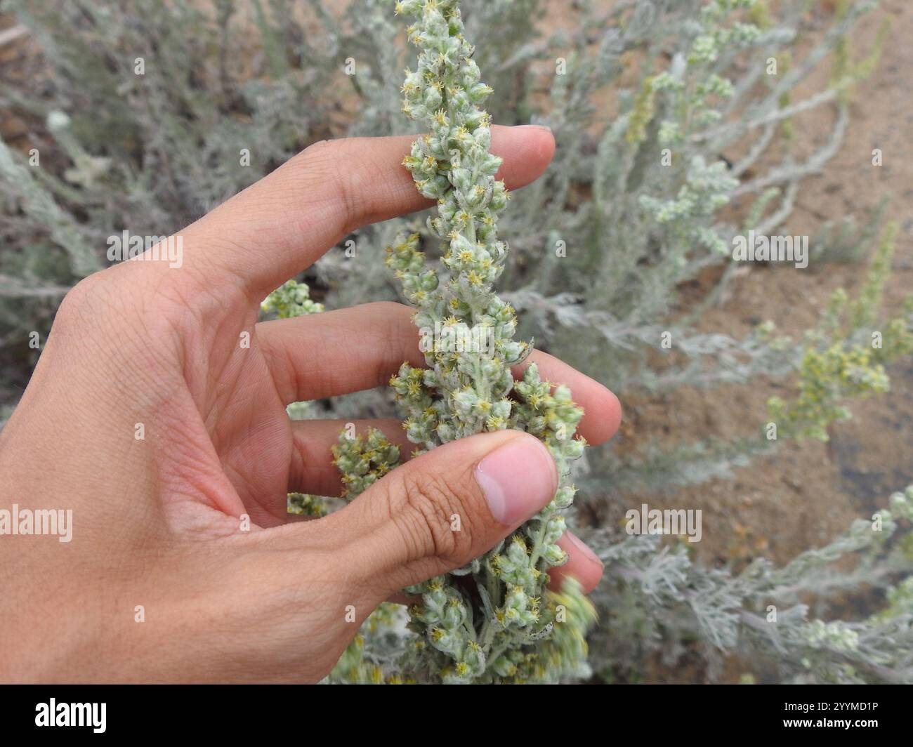 coastal sagewort (Artemisia pycnocephala Stock Photo - Alamy