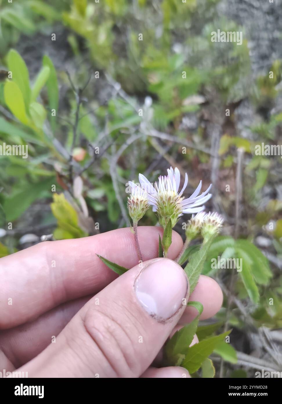 Aster radula hi-res stock photography and images - Alamy