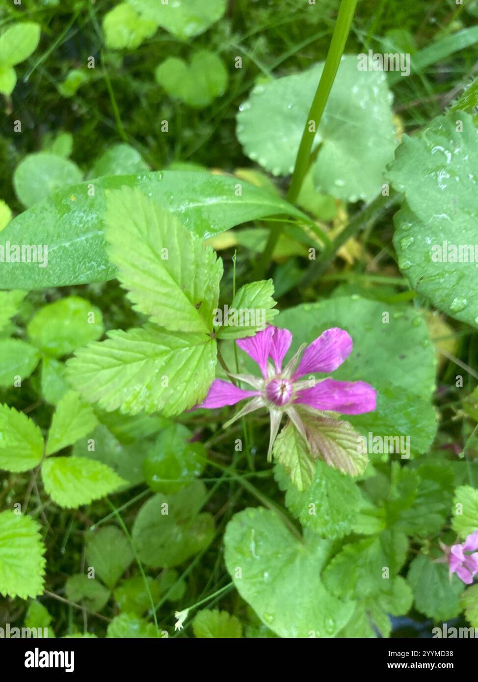 Arctic raspberry (Rubus arcticus Stock Photo - Alamy