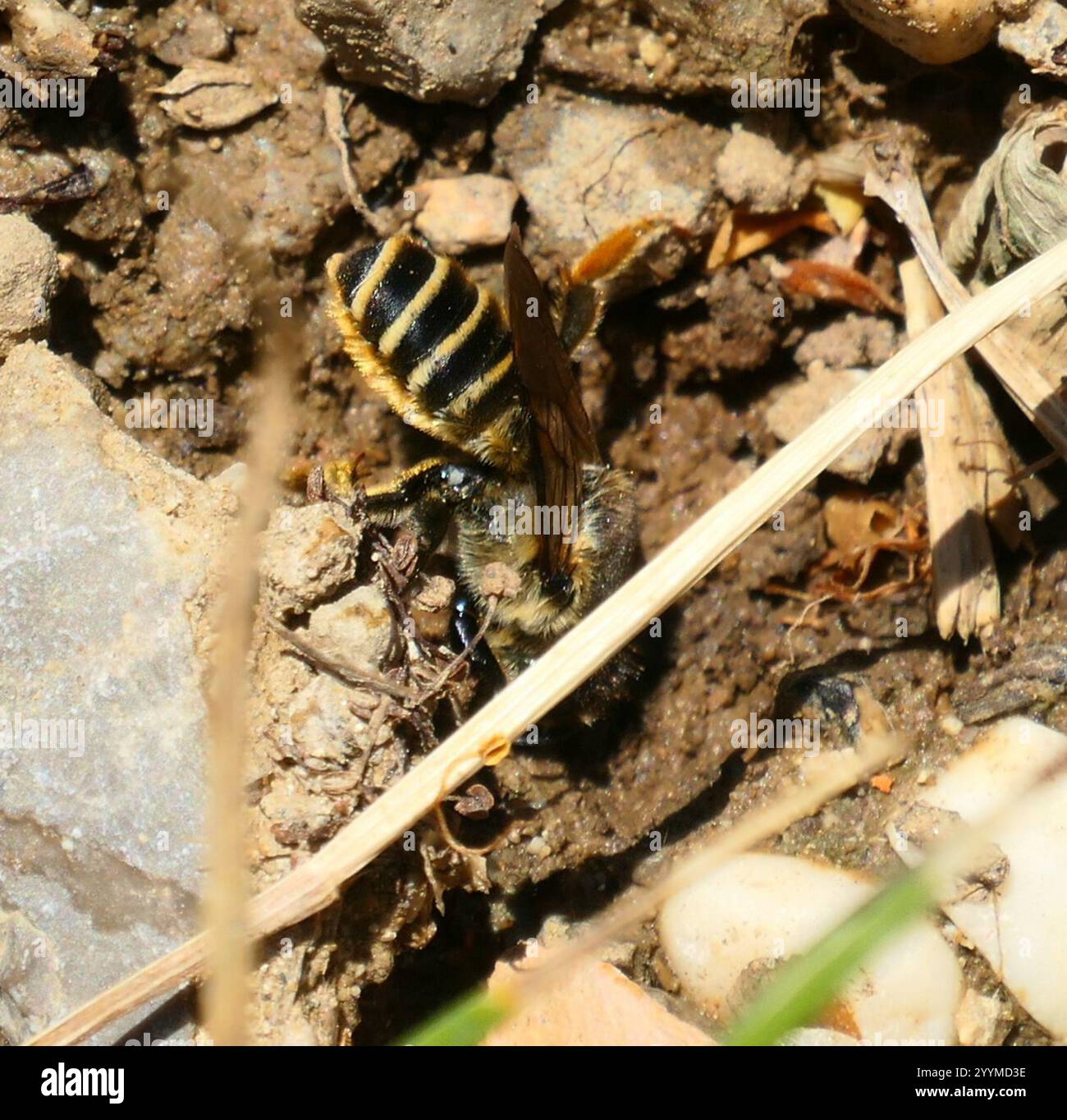 Banded Mud Bee (Megachile ericetorum Stock Photo - Alamy