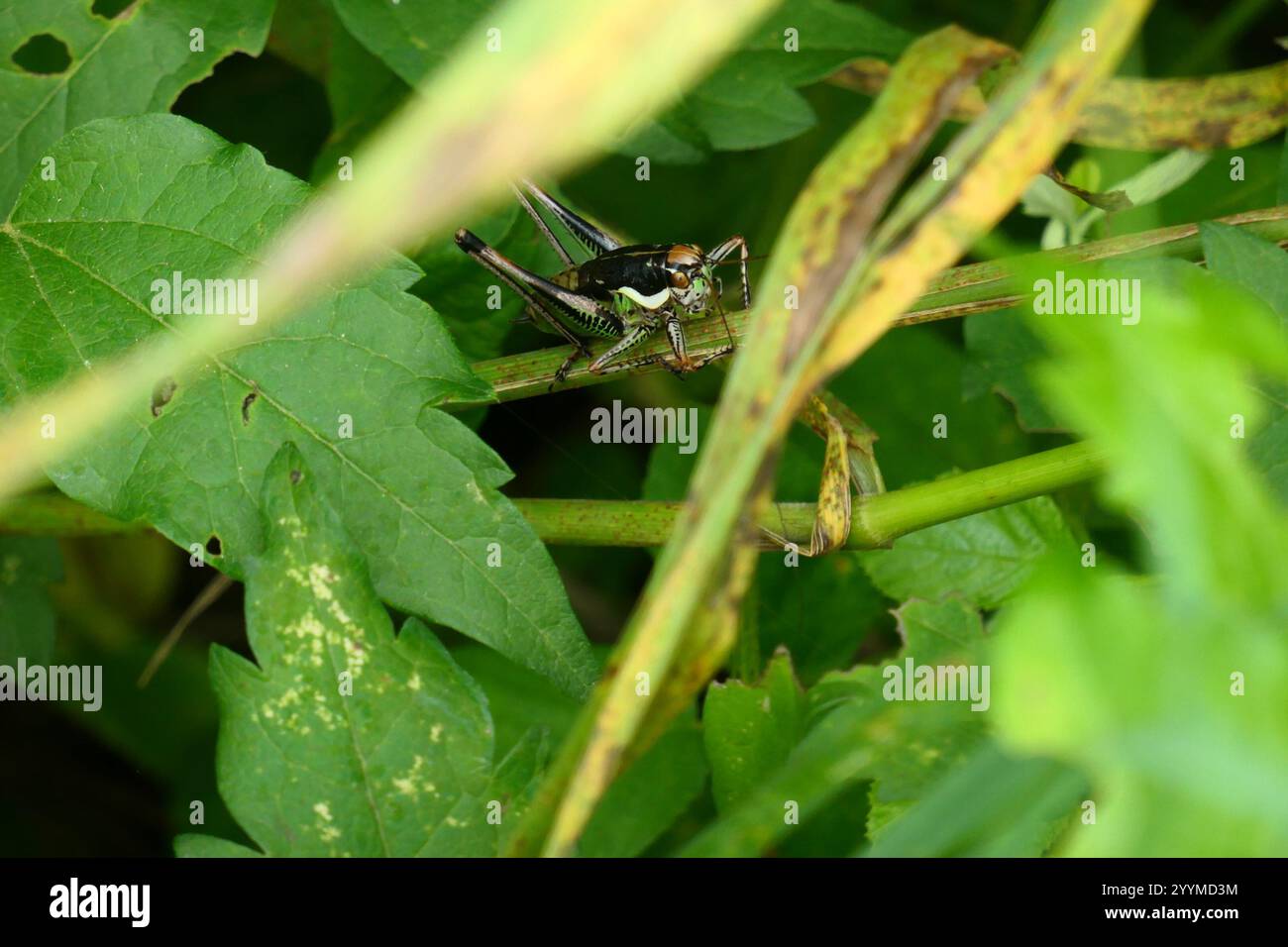 Schmidt's Marbled Bush-cricket (Eupholidoptera schmidti Stock Photo - Alamy