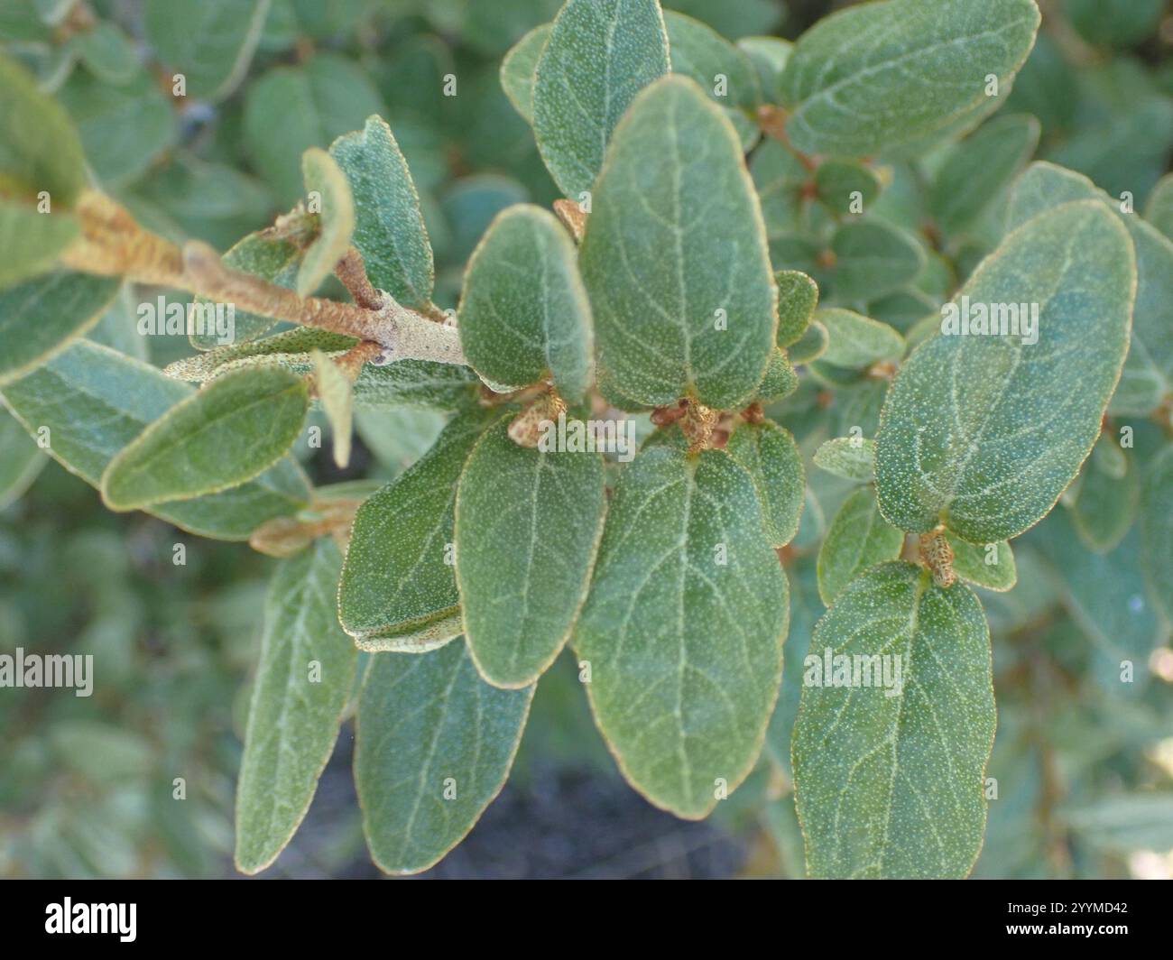 Canadian buffalo-berry (Shepherdia canadensis Stock Photo - Alamy