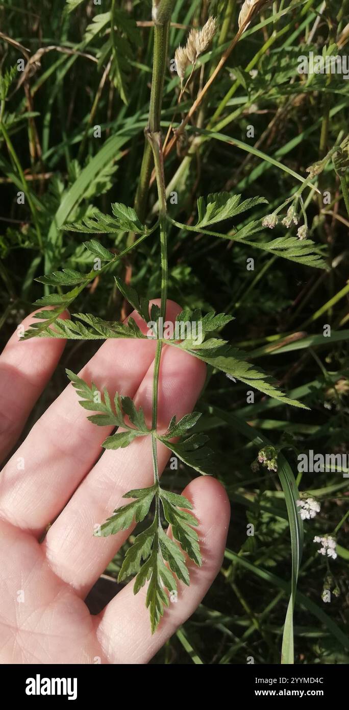 hedge parslies (Torilis Stock Photo - Alamy