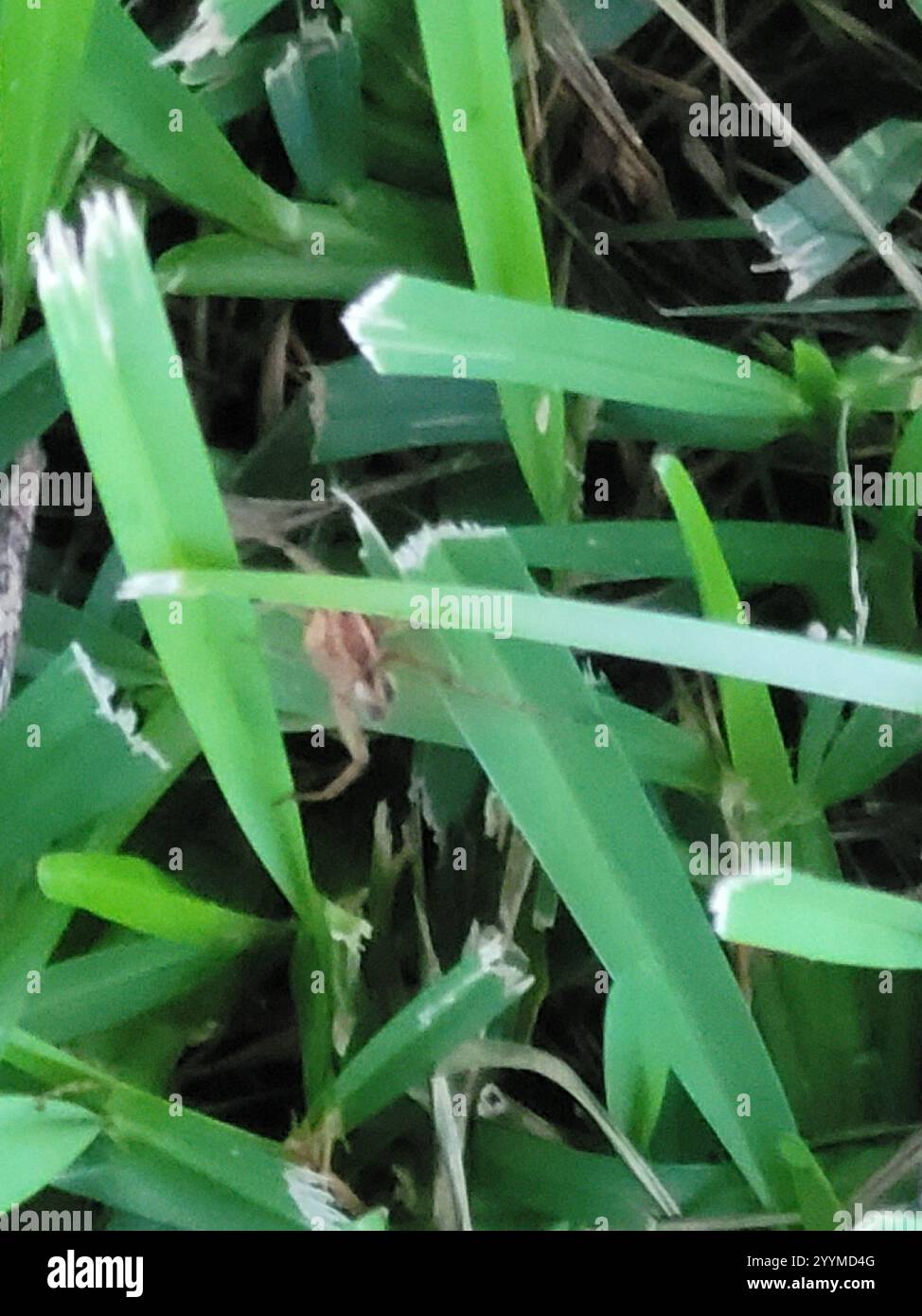 Rabid Wolf Spider (Rabidosa rabida Stock Photo - Alamy