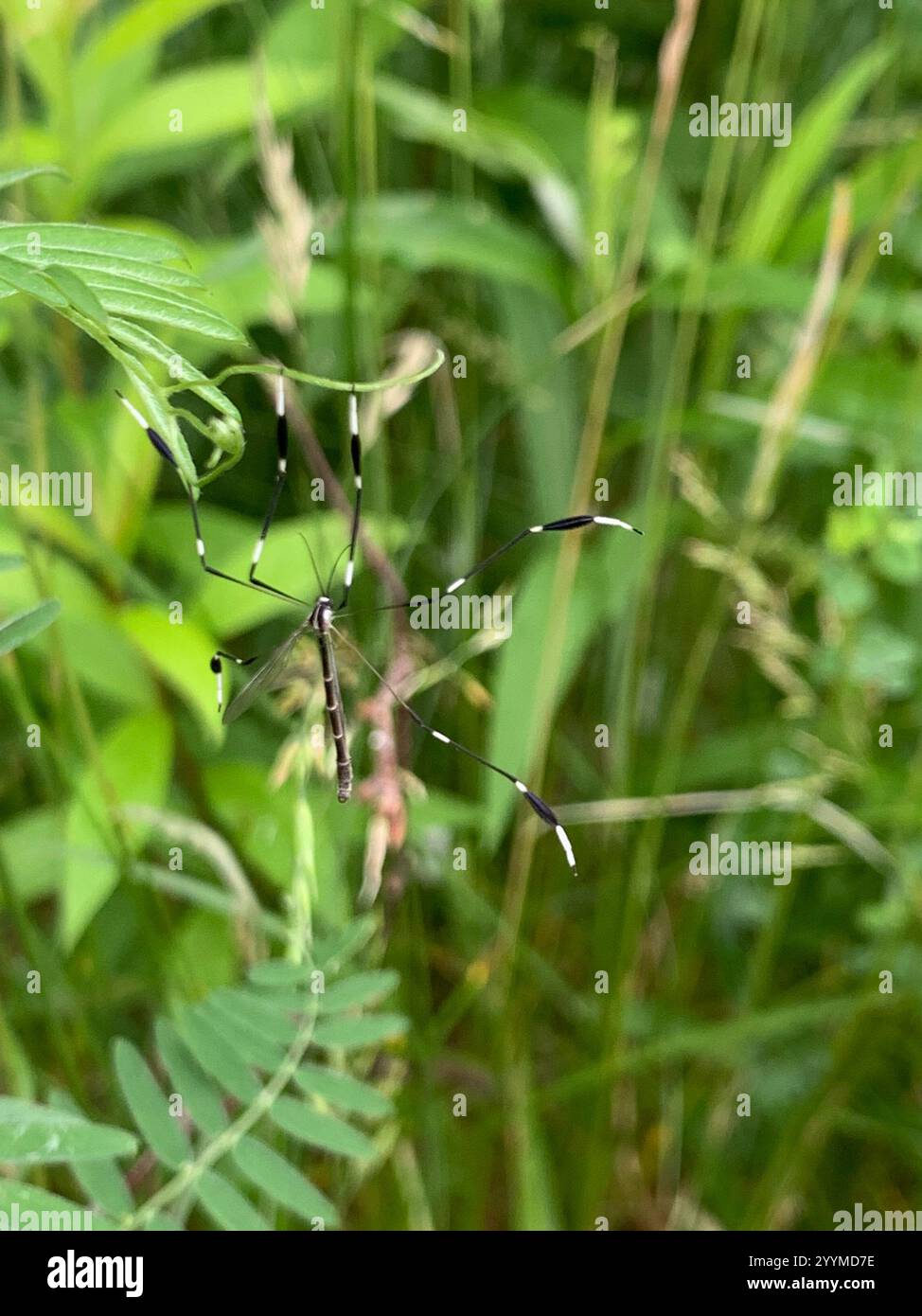 Eastern Phantom Crane Fly (Bittacomorpha clavipes Stock Photo - Alamy