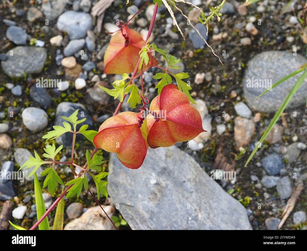 Lesser Balloon Vine (Cardiospermum halicacabum Stock Photo - Alamy