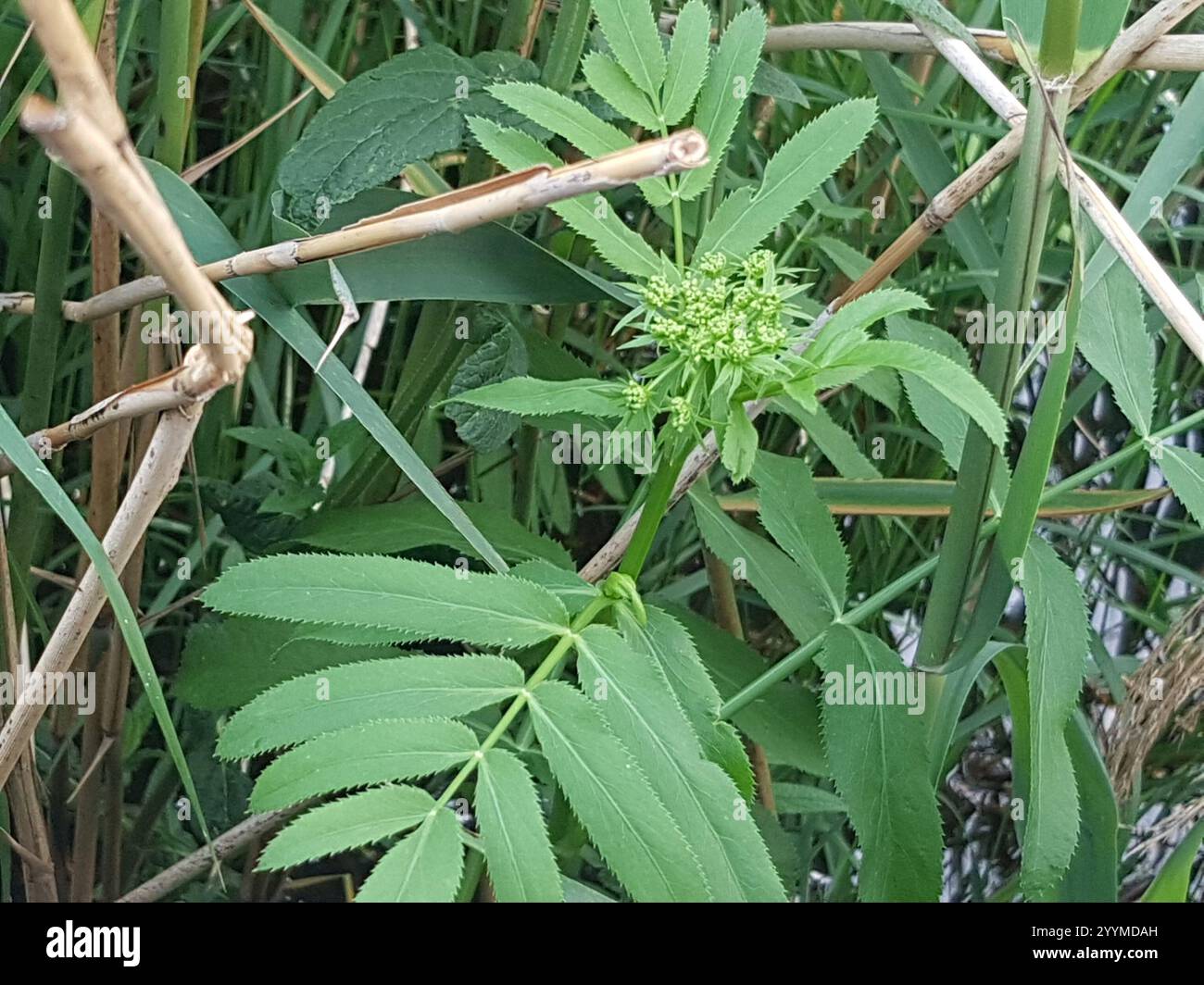 Greater Water-parsnip (Sium latifolium Stock Photo - Alamy