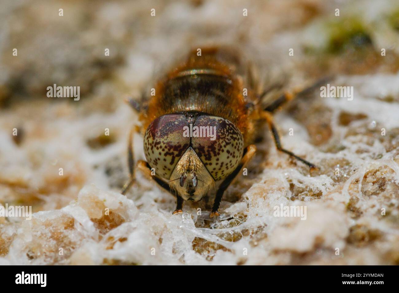 Common Lagoon Fly (Eristalinus aeneus Stock Photo - Alamy