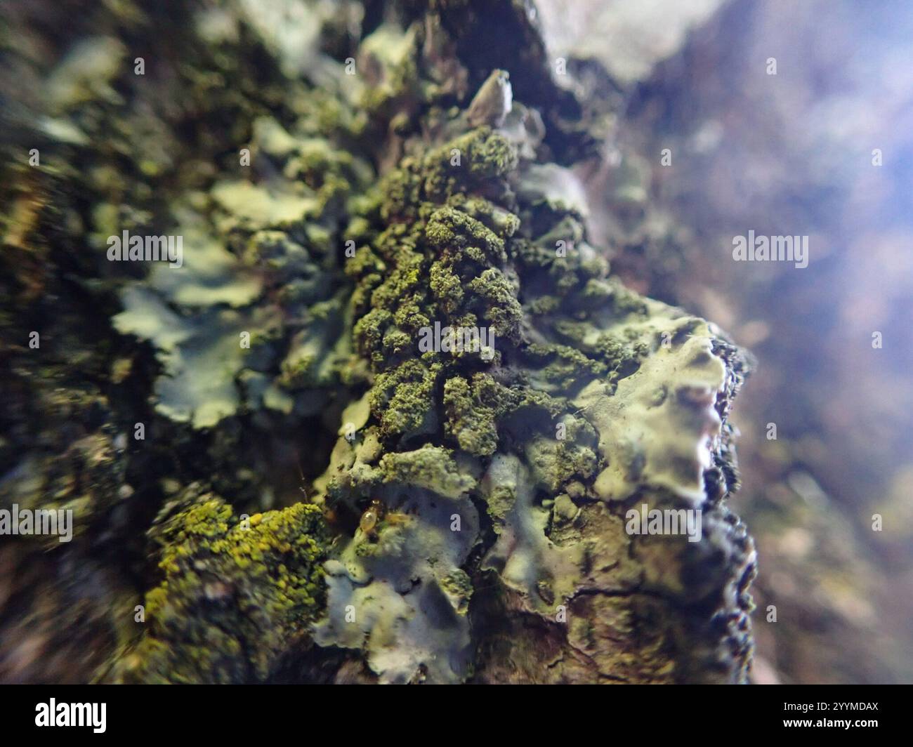 Mealy Shadow Lichen (Phaeophyscia orbicularis Stock Photo - Alamy
