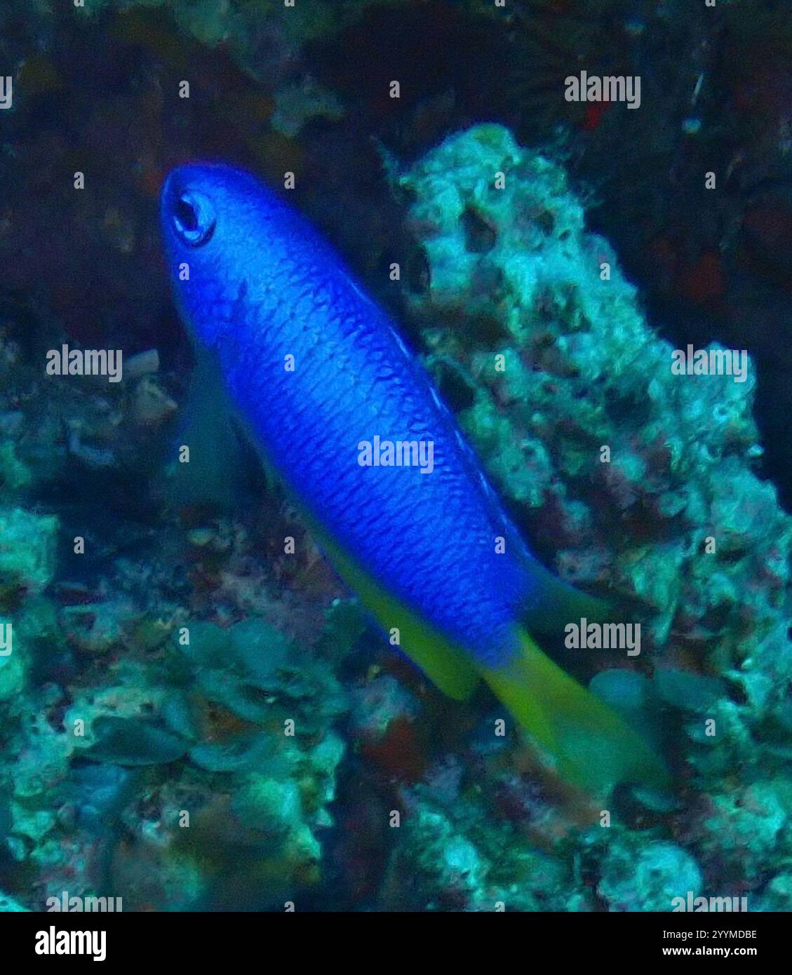 Neon Damselfish (Pomacentrus coelestis Stock Photo - Alamy