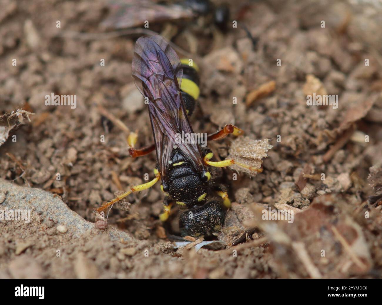 Ornate-tailed Digger Wasp (Cerceris rybyensis Stock Photo - Alamy