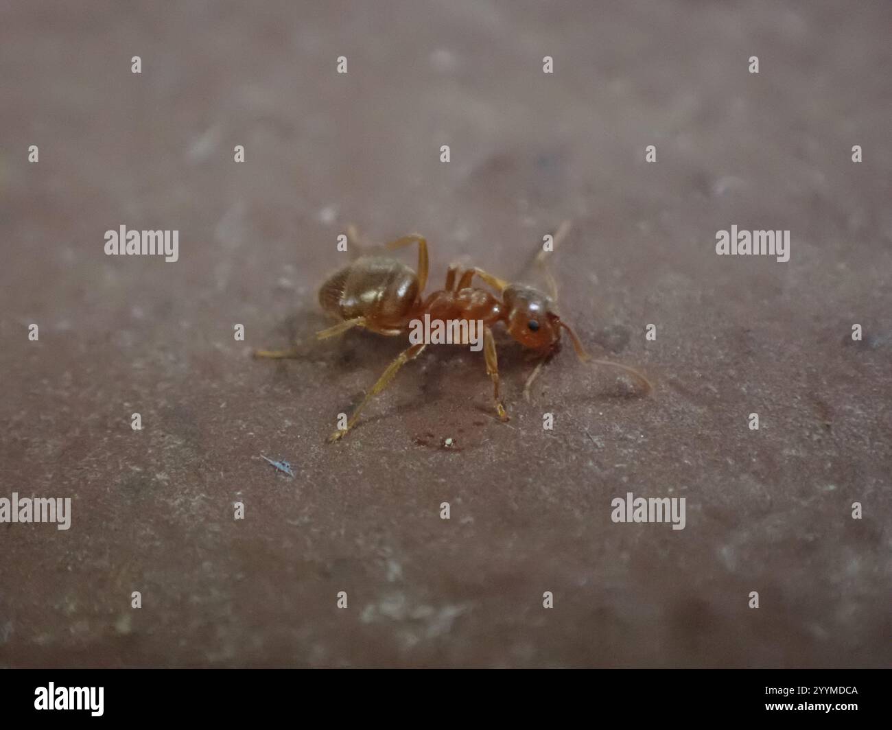 Citronella Ants, Fuzzy Ants, and Allies (Lasius Stock Photo - Alamy