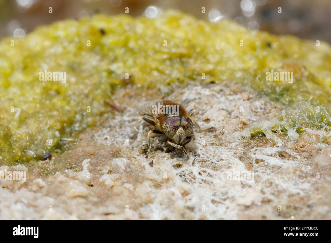 Common Lagoon Fly (Eristalinus aeneus Stock Photo - Alamy