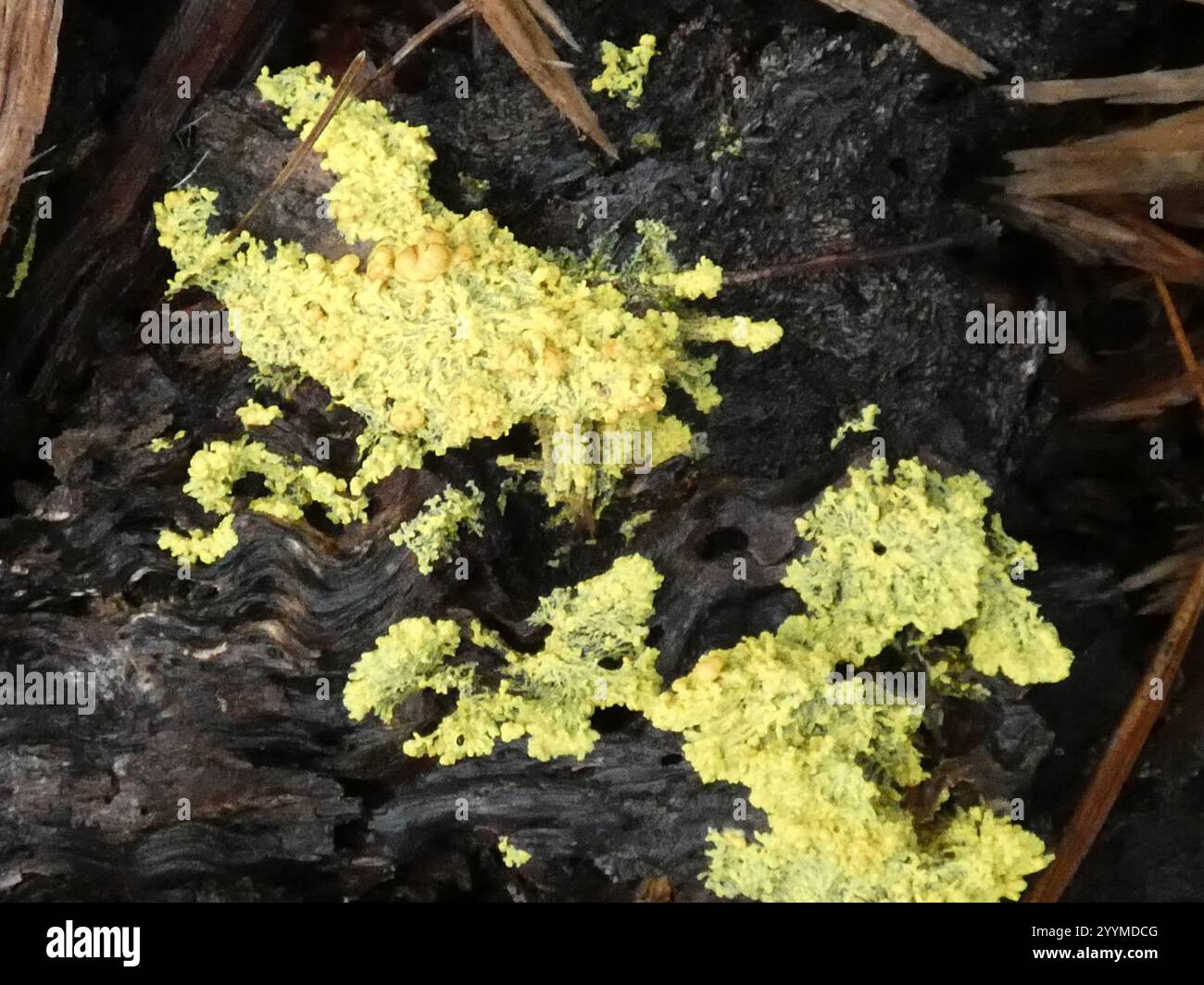 Dog Vomit Slime Mold (Fuligo septica Stock Photo - Alamy