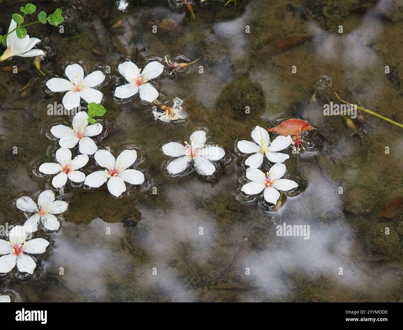 Mu oil tree hi-res stock photography and images - Alamy