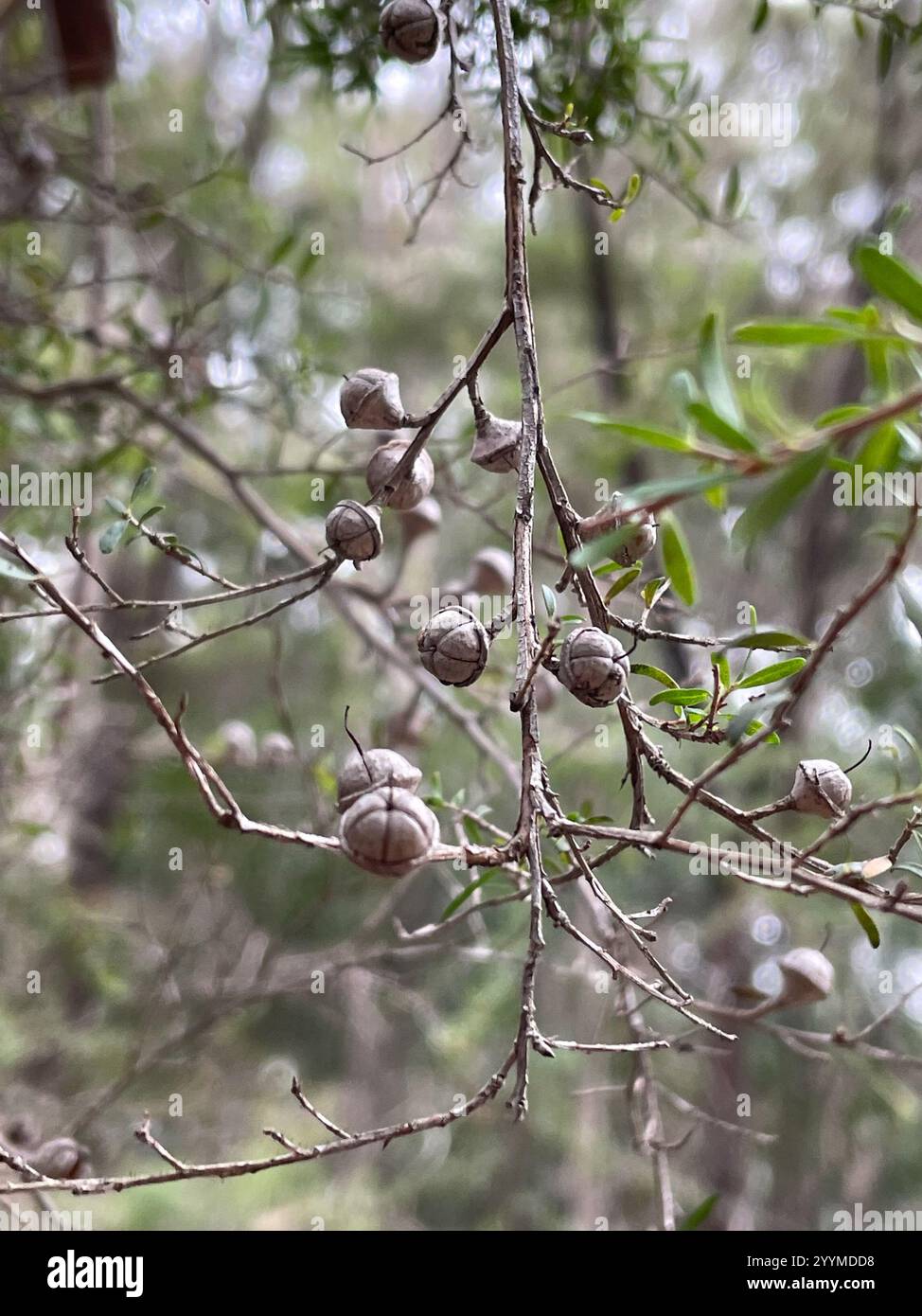 Tantoon (Leptospermum polygalifolium Stock Photo - Alamy
