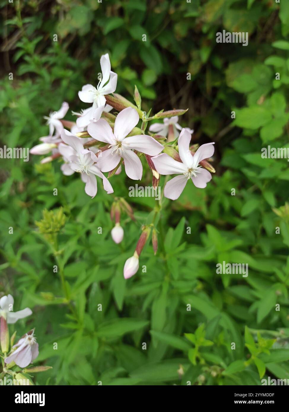 common soapwort (Saponaria officinalis Stock Photo - Alamy