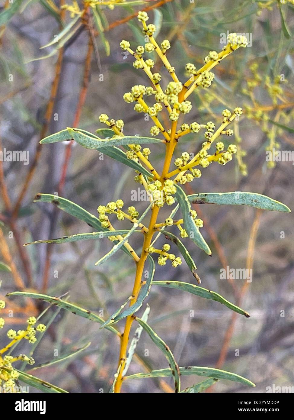 Golden Wattle (Acacia decora Stock Photo - Alamy