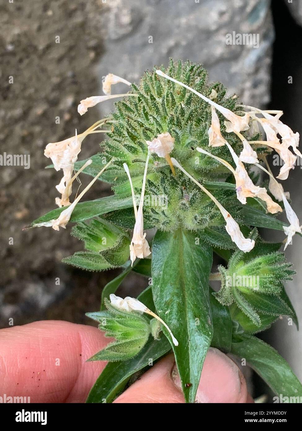 grand collomia (Collomia grandiflora Stock Photo - Alamy