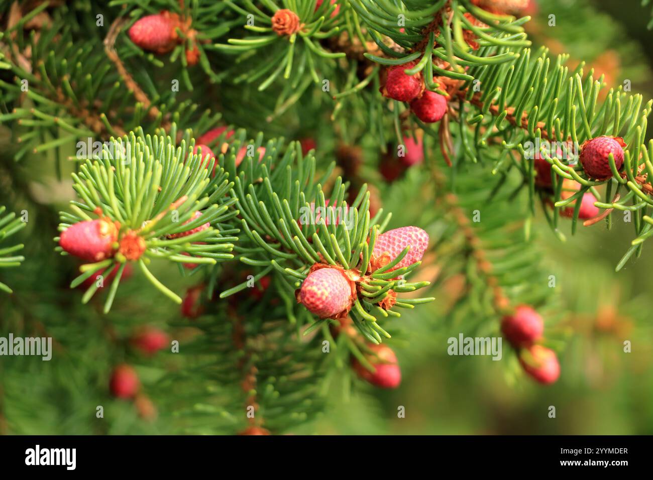 a blooming red pine cones on the branches of a spruce Stock Photo - Alamy