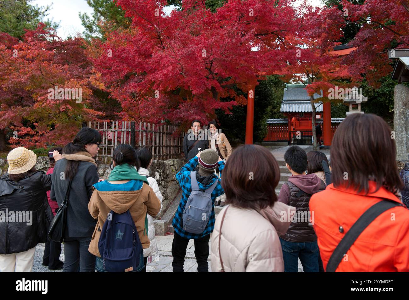 Bright red autumn maple trees attract a crowd of visitors at the ...