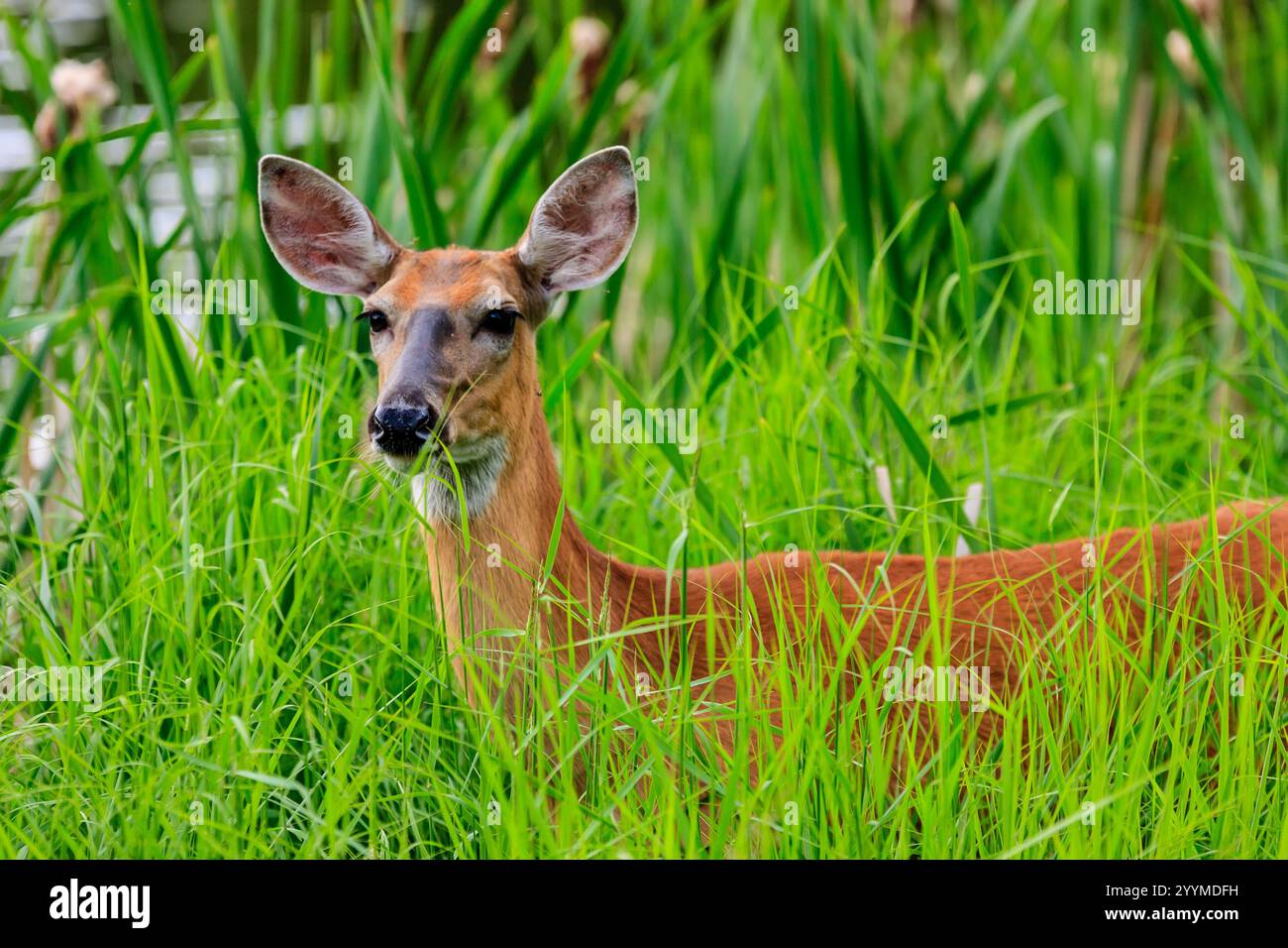 A deer is eating grass in a field. The grass is tall and green. The ...