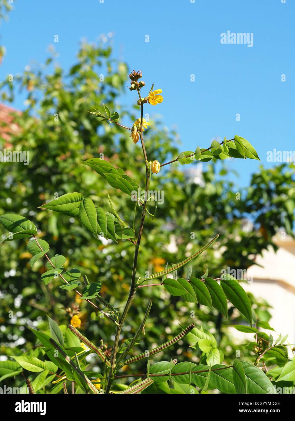 Coffee Senna (Senna occidentalis Stock Photo - Alamy