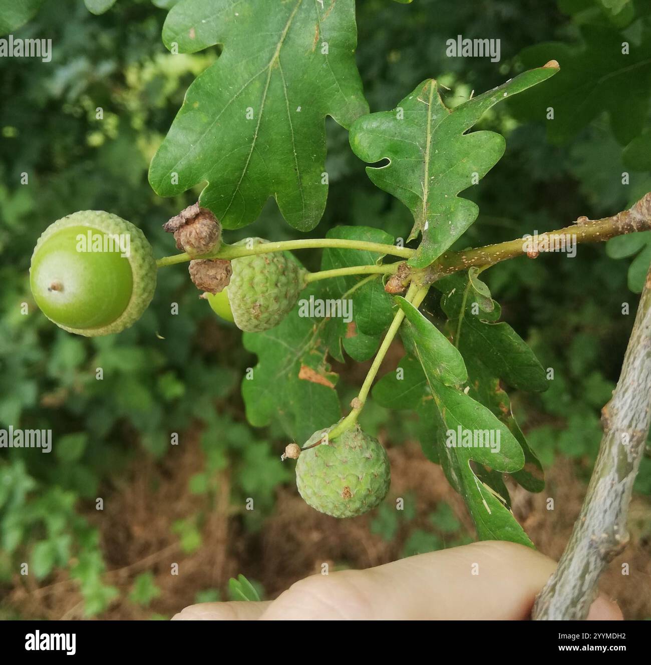English oak (Quercus robur Stock Photo - Alamy