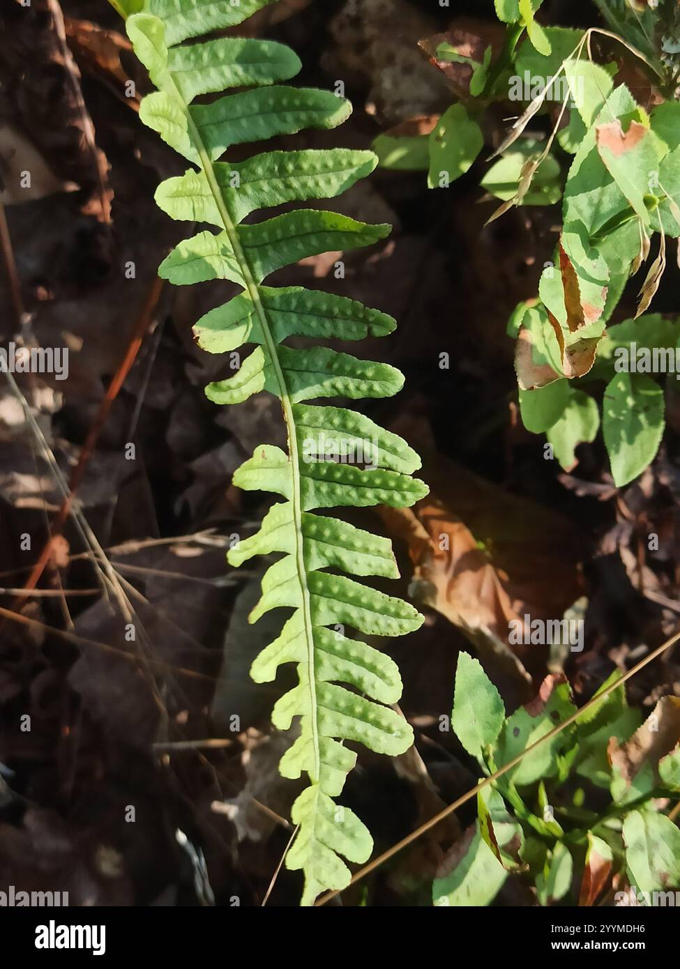 common polypody (Polypodium vulgare Stock Photo - Alamy