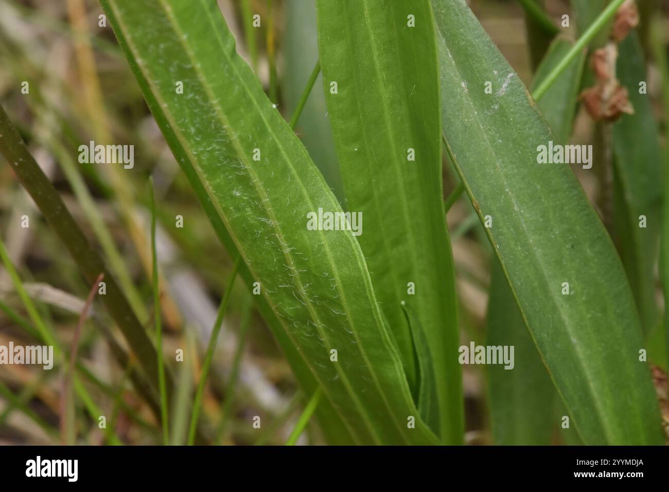 Alaska Plantain (Plantago macrocarpa Stock Photo - Alamy