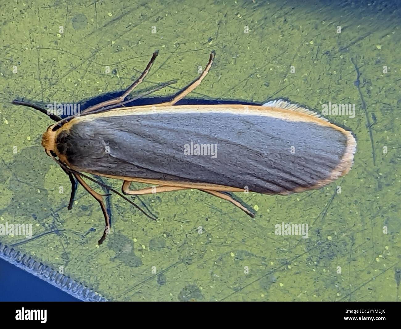 Common Footman (Eilema lurideola Stock Photo - Alamy