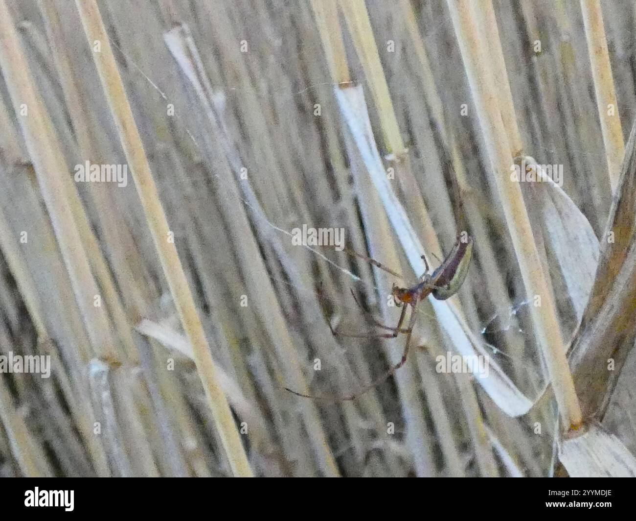 Common Stretch Spider (Tetragnatha extensa Stock Photo - Alamy