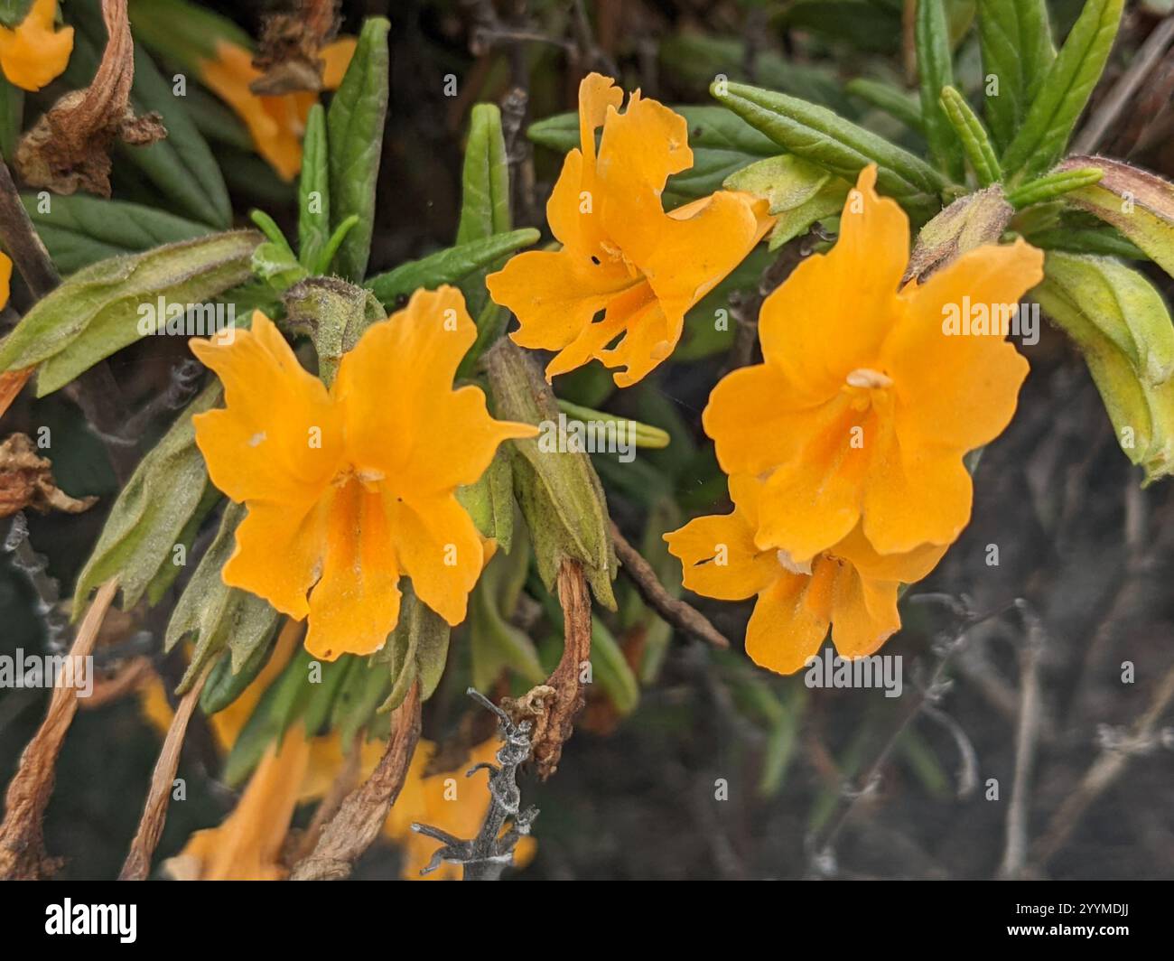 orange bush monkeyflower (Diplacus aurantiacus Stock Photo - Alamy