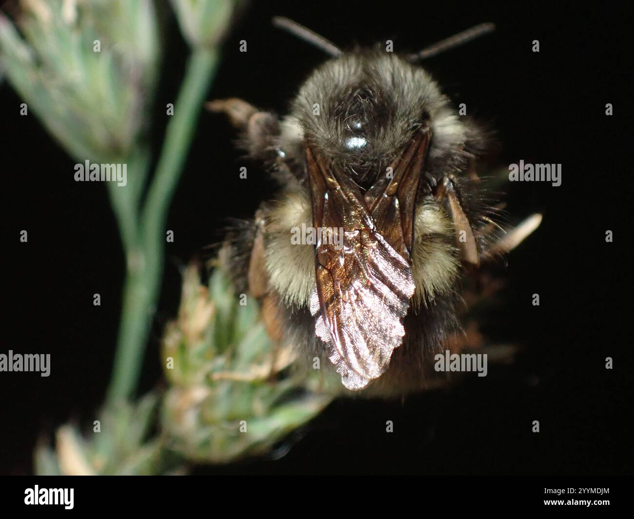 Sitka Bumble Bee (Bombus sitkensis Stock Photo - Alamy